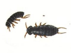 Checklist of the Collembola: Poduridae