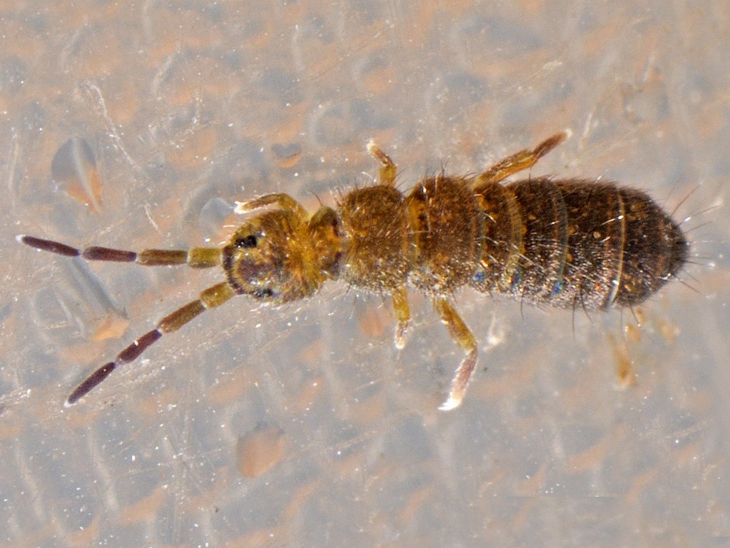Checklist of the Collembola: Isotominae