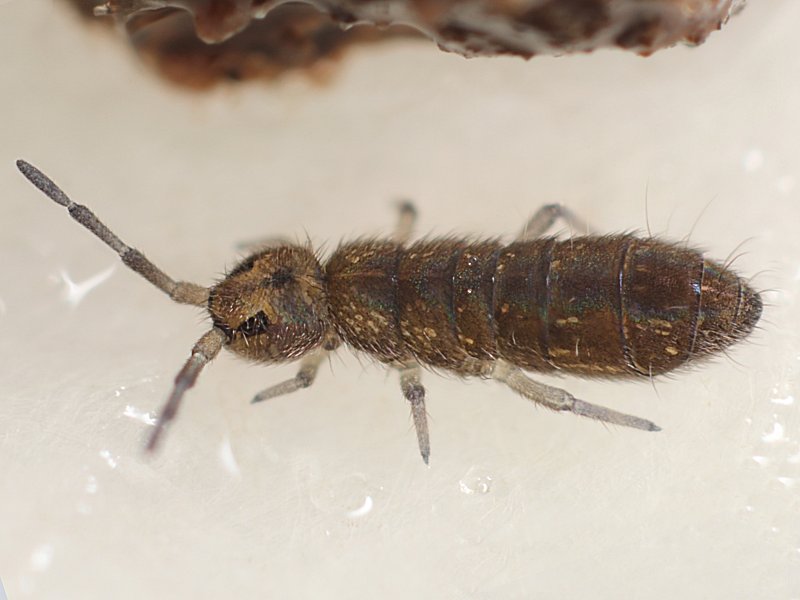 Checklist of the Collembola: Isotominae