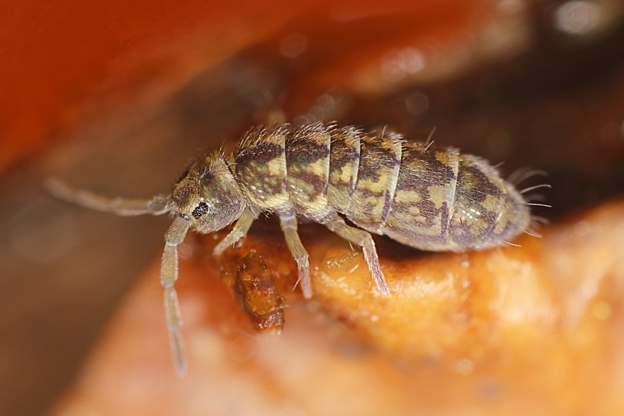 Checklist of the Collembola: Isotominae