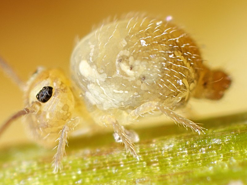 Checklist of the Collembola: Bourletiellidae