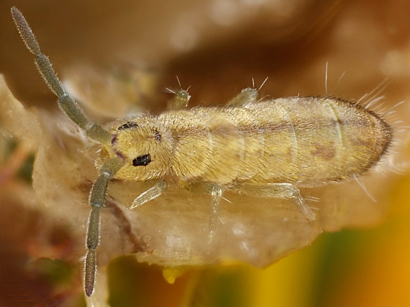 Checklist of the Collembola: Isotominae