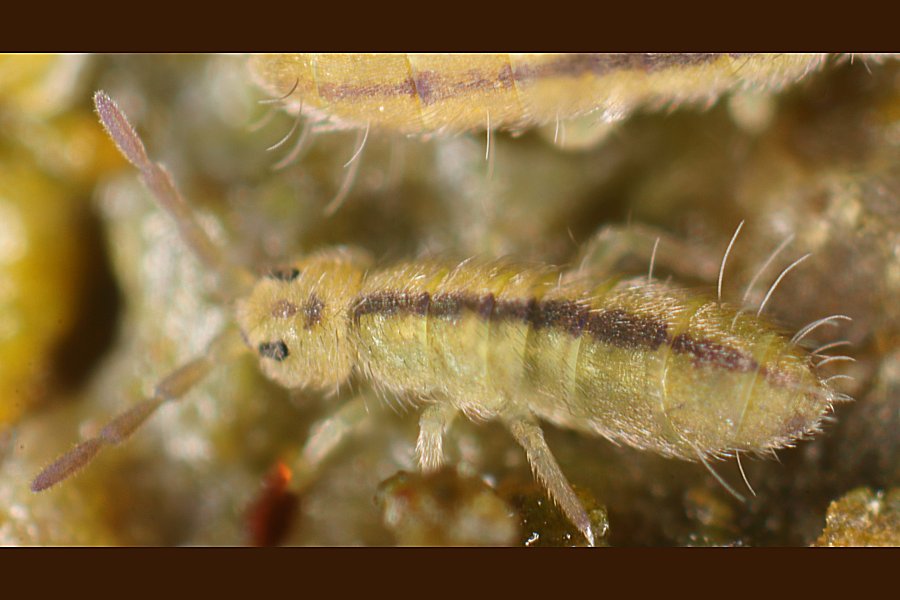 Checklist of the Collembola: Isotominae