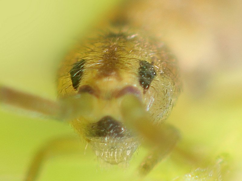 Checklist of the Collembola: Isotominae