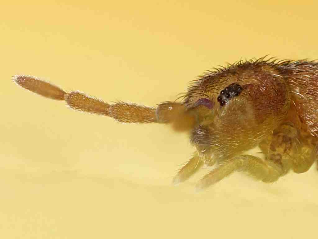Checklist of the Collembola: Isotominae