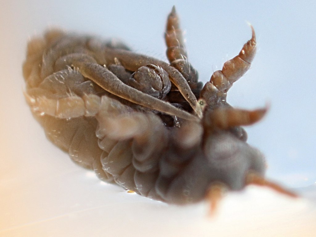 Checklist of the Collembola: Poduridae