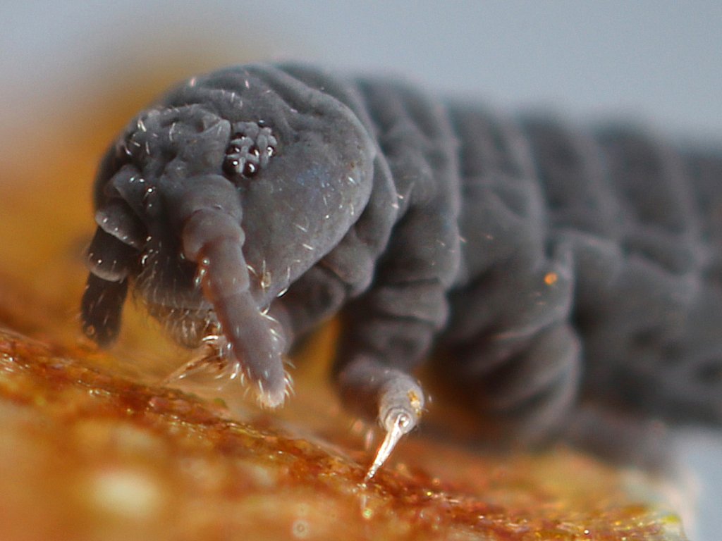 Checklist of the Collembola: Poduridae