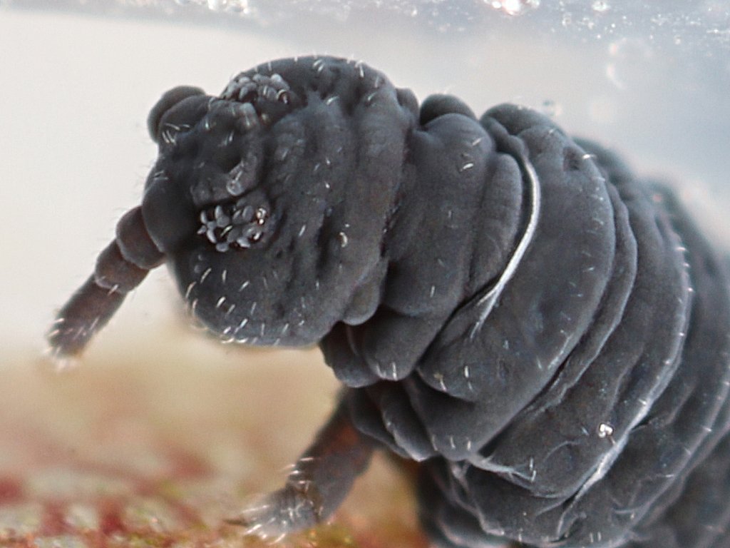 Checklist of the Collembola: Poduridae