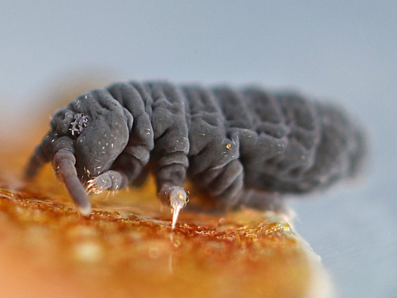 Checklist of the Collembola: Poduridae