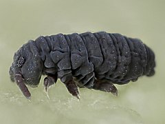 Checklist of the Collembola: Poduridae