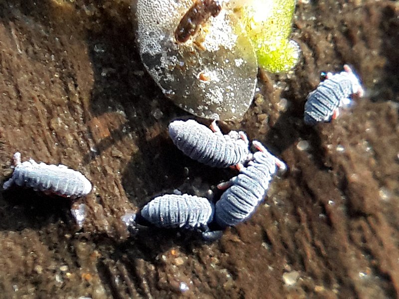 Checklist of the Collembola: Poduridae