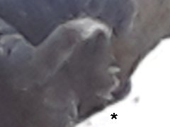 Checklist of the Collembola: Poduridae