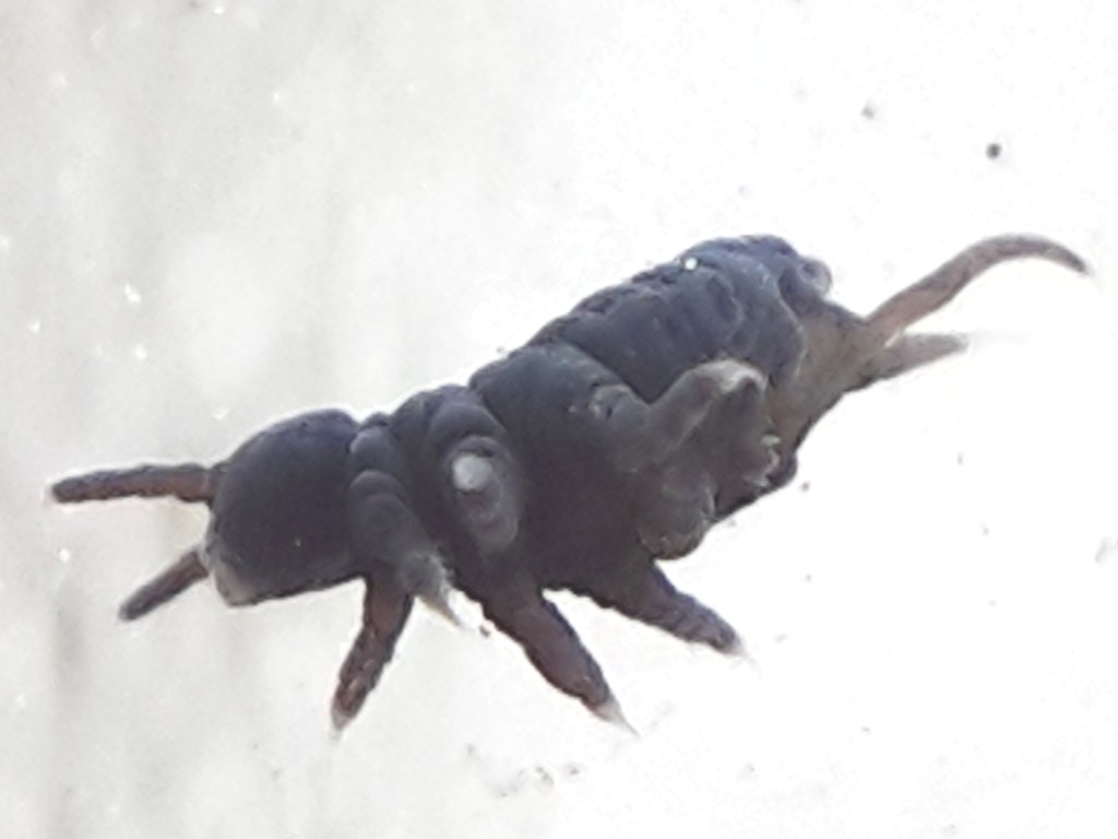 Checklist of the Collembola: Poduridae