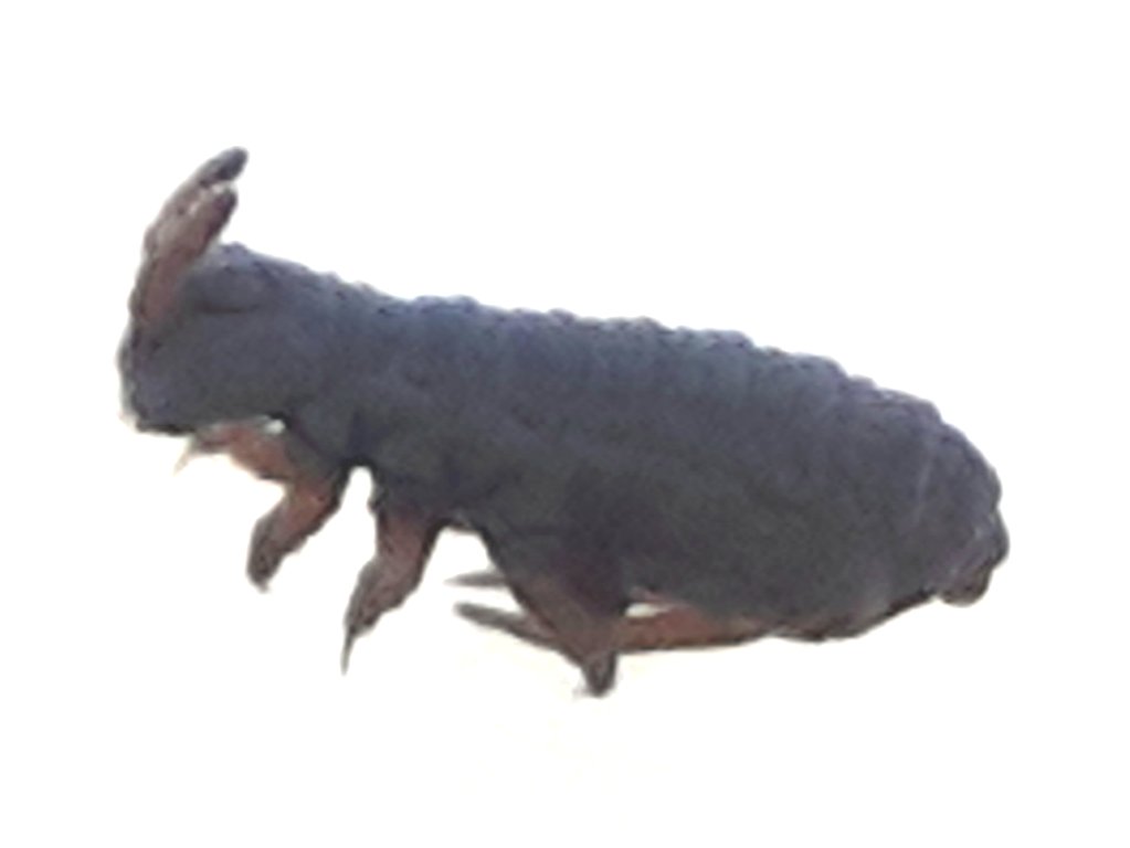 Checklist of the Collembola: Poduridae