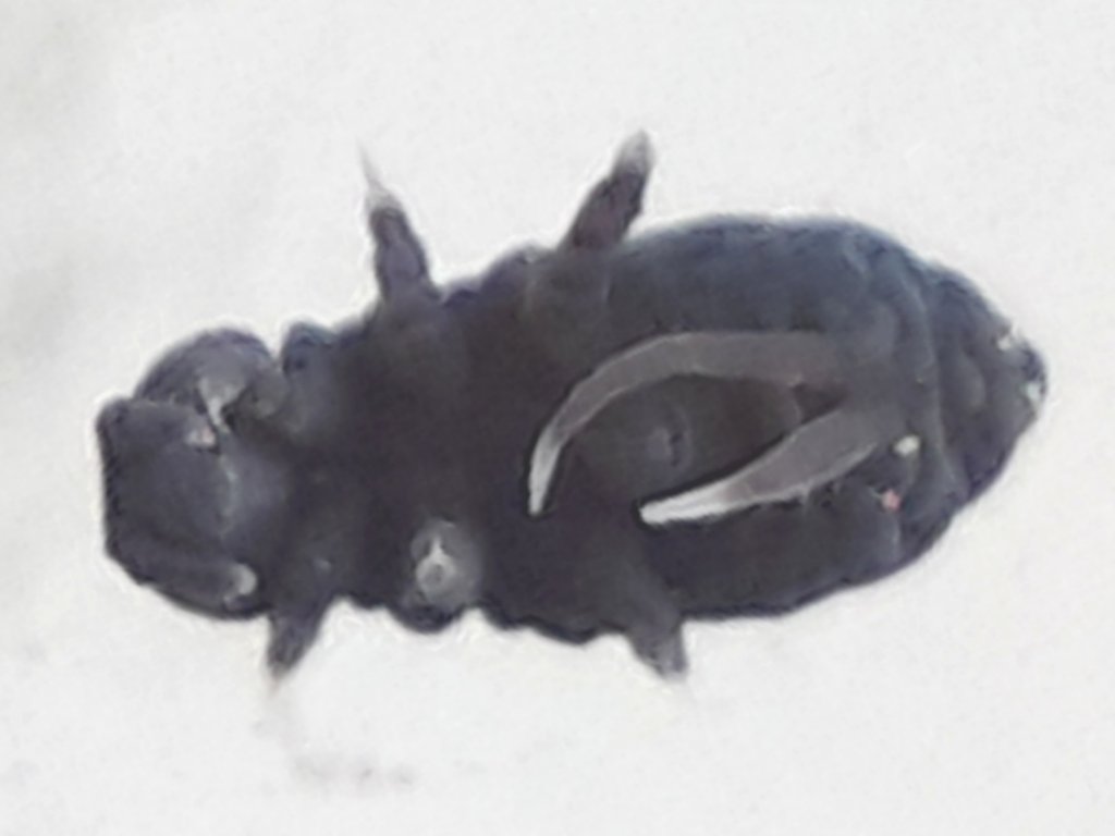 Checklist of the Collembola: Poduridae