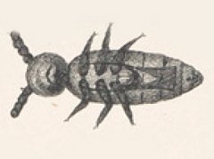 Checklist of the Collembola: Poduridae