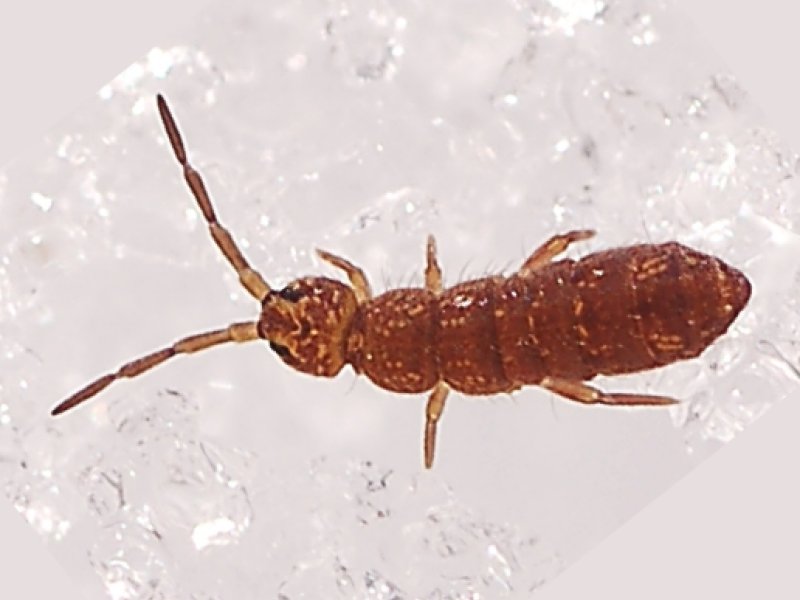 Checklist of the Collembola: Isotominae