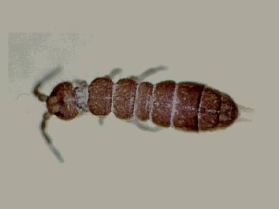 Checklist of the Collembola: Isotominae