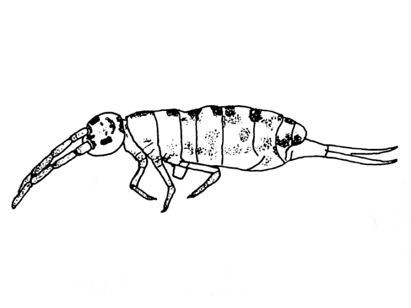 Checklist of the Collembola: Isotominae