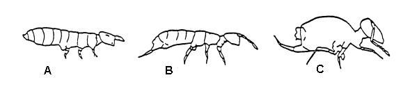 Checklist of the Collembola: Key to the families of Collembola