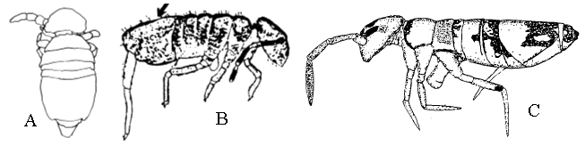 Checklist of the Collembola: Key to the families of Collembola