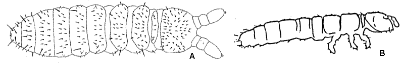 Checklist of the Collembola: Key to the families of Collembola