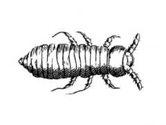 Checklist of the Collembola: Poduridae