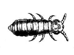 Checklist of the Collembola: Poduridae