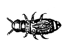 Checklist of the Collembola: Poduridae