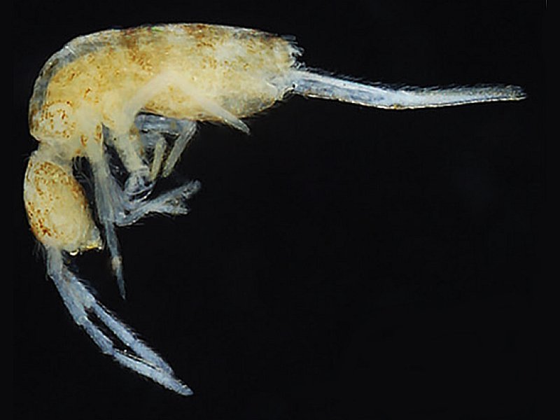 Checklist of the Collembola: Troglopedetinae