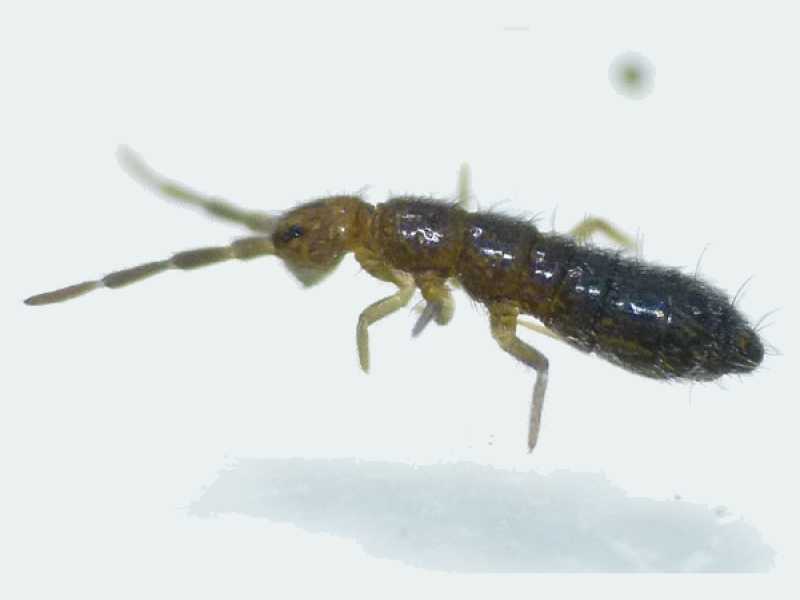 Checklist of the Collembola: Isotominae
