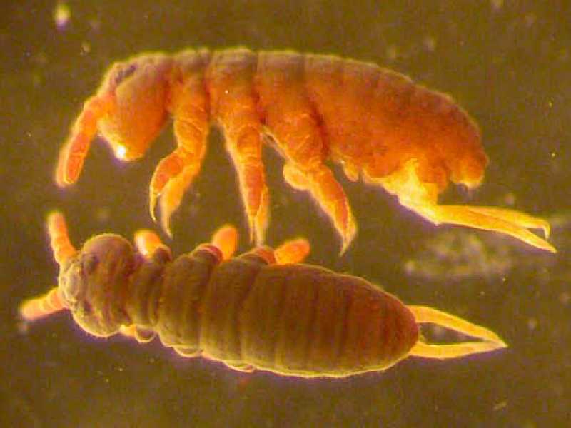 Checklist of the Collembola: Poduridae