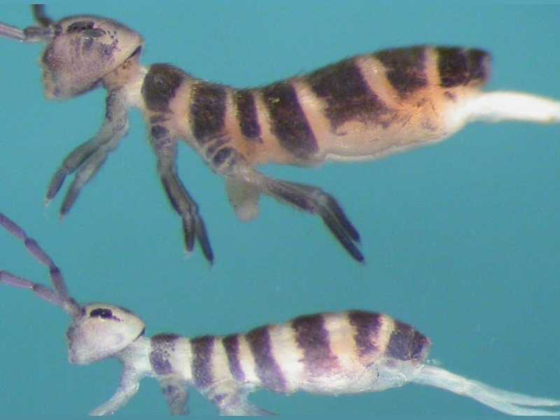 Checklist of the Collembola: Isotominae