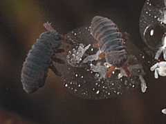 Checklist of the Collembola: Poduridae