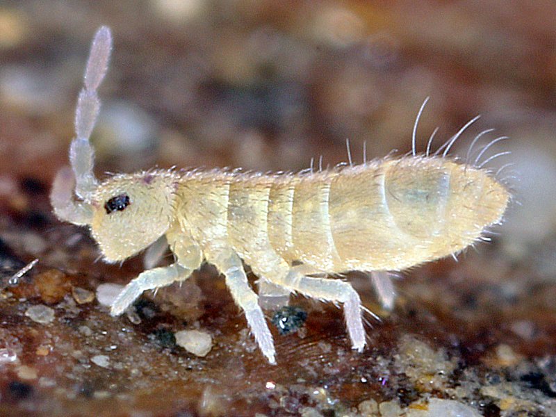 Checklist of the Collembola: Isotominae