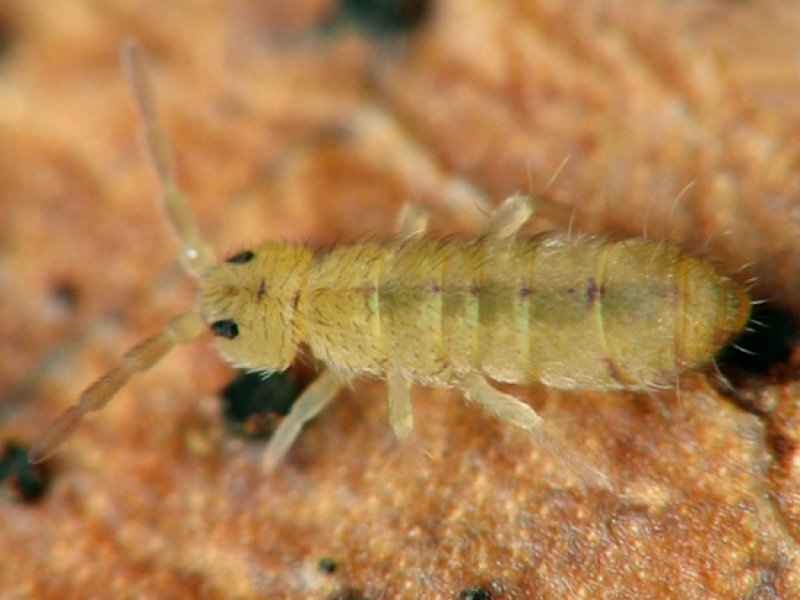 Checklist of the Collembola: Isotominae