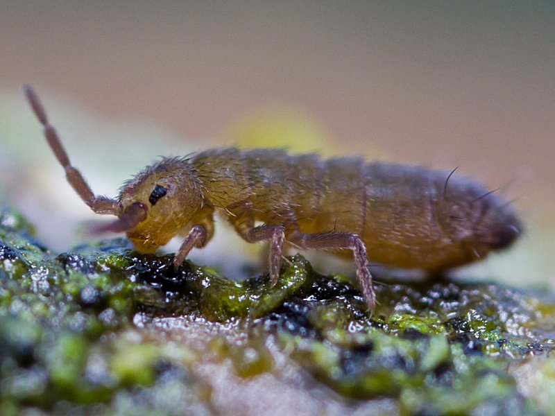 Checklist of the Collembola: Isotominae