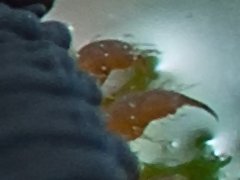 Checklist of the Collembola: Poduridae