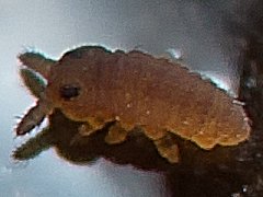 Checklist of the Collembola: Poduridae