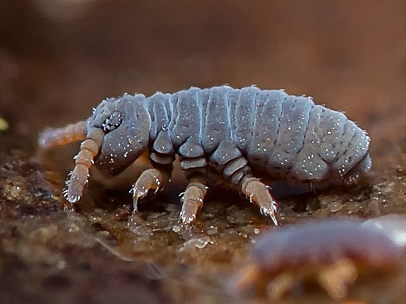 Checklist of the Collembola: Poduridae