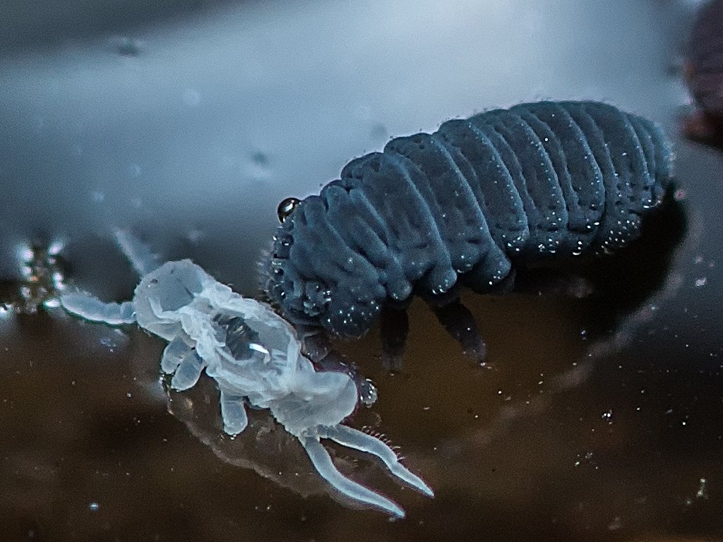 Checklist of the Collembola: Poduridae