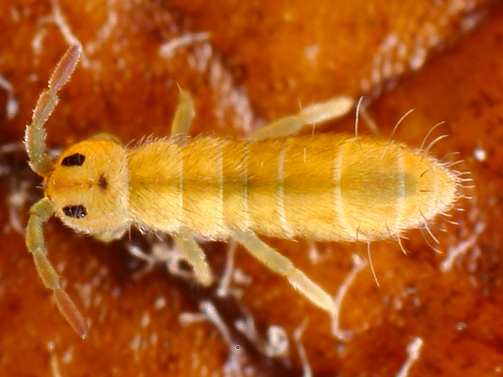 Checklist of the Collembola: Isotominae