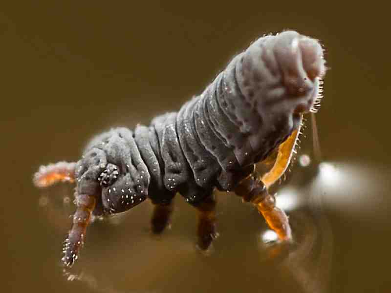 Checklist of the Collembola: Poduridae