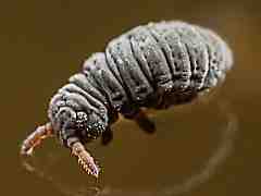 Checklist of the Collembola: Poduridae
