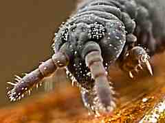 Checklist of the Collembola: Poduridae