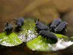 Checklist of the Collembola: Poduridae