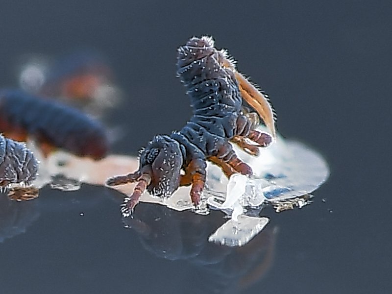 Checklist of the Collembola: Poduridae