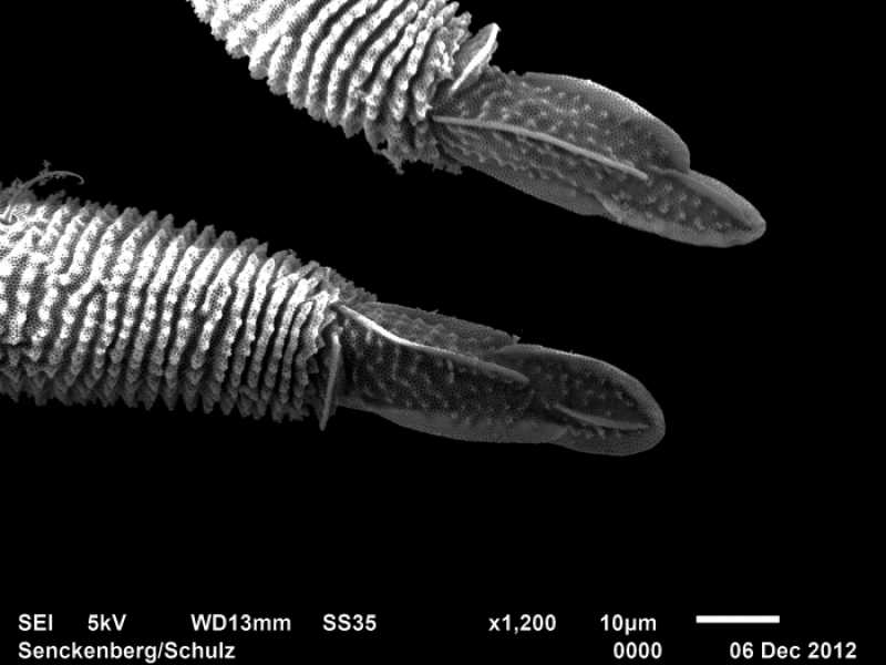 Checklist of the Collembola: Poduridae