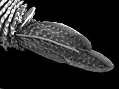 Checklist of the Collembola: Poduridae