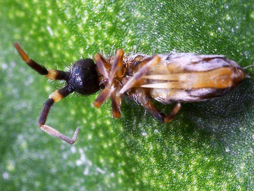 Checklist of the Collembola of the World: Furcae